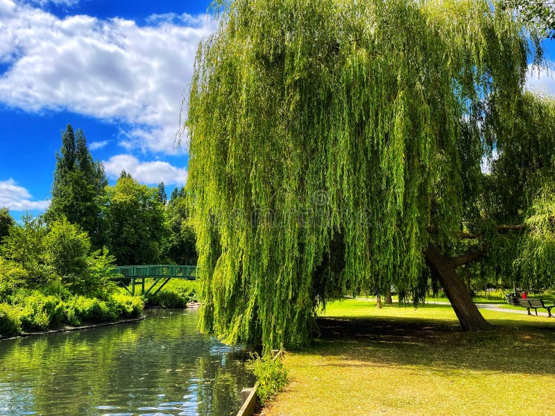 A weeping willow by a lake stock photo. Image of lake - 251773090