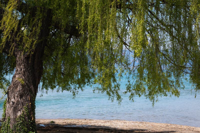 Weeping Willon Stock Photos - Free & Royalty-Free Stock Photos from ...