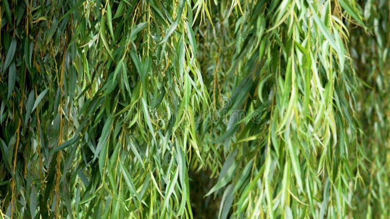 Weeping Willow Leaf in Growth. Green Deciduous Tree Leaves Stock Video ...