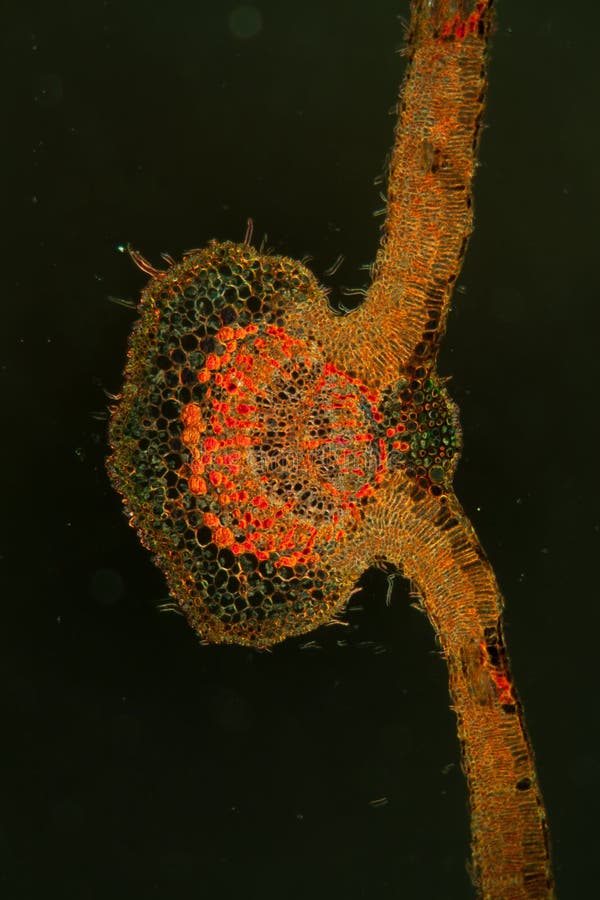 Weeping willow leaf stock photo. Image of colorful, cells - 196748026