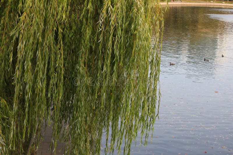 A Weeping Willow Leaned Over a Dark Pool with Ripples and Reflections ...