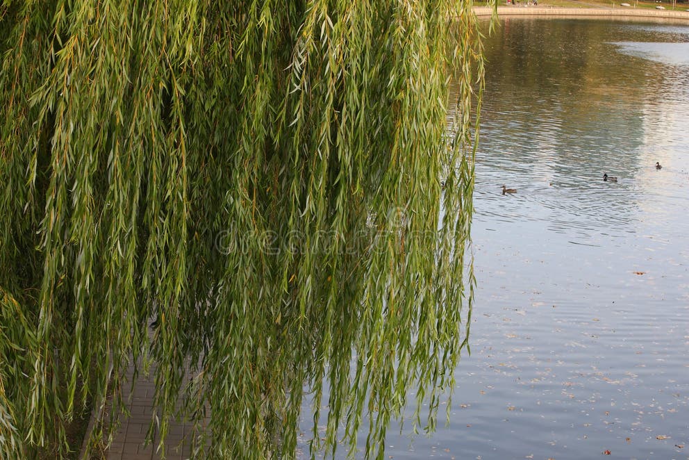 A Weeping Willow Leaned Over a Dark Pool with Ripples and Reflections ...