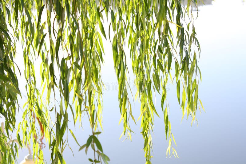 Weeping willow leaves stock image. Image of colored, willow - 45859435