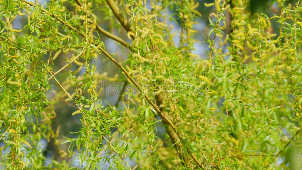 Weeping Willow Leaves. Weeping Willow Tree in Spring. Blooming Weeping ...