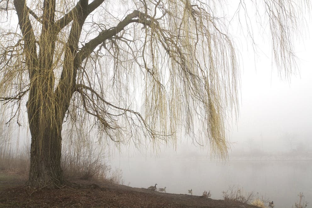 Weeping Willow with Misty Lake Stock Image - Image of mist, horizontal ...