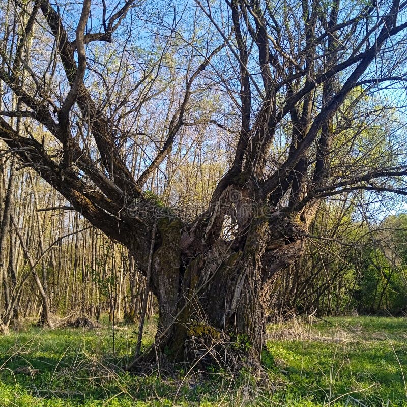 A weeping willow in nature stock image. Image of pendulous - 263917611