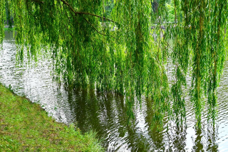 Weeping willow over lake stock photo. Image of landscape - 318811588