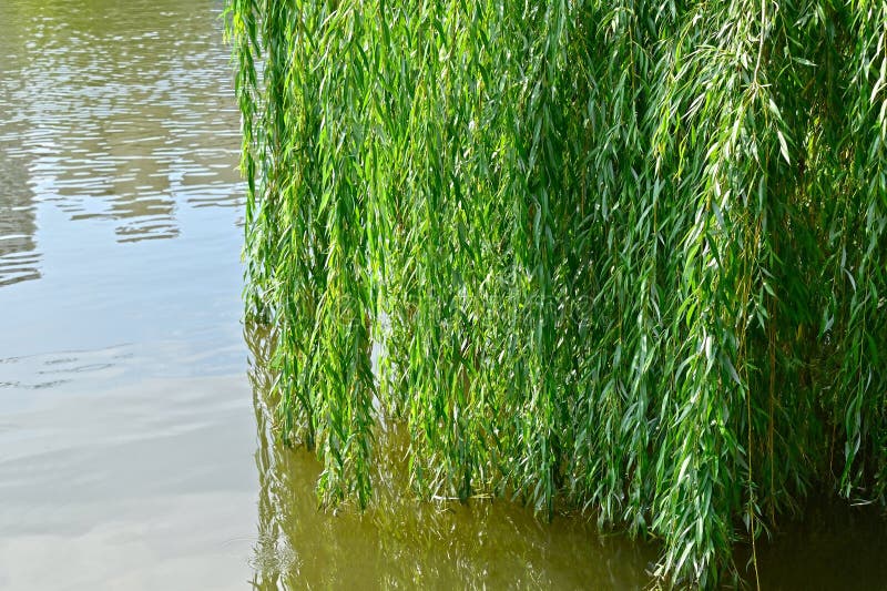 Weeping willow over lake stock image. Image of large - 317682383