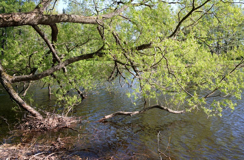 Weeping Willow Over the Water Stock Image - Image of botanical ...