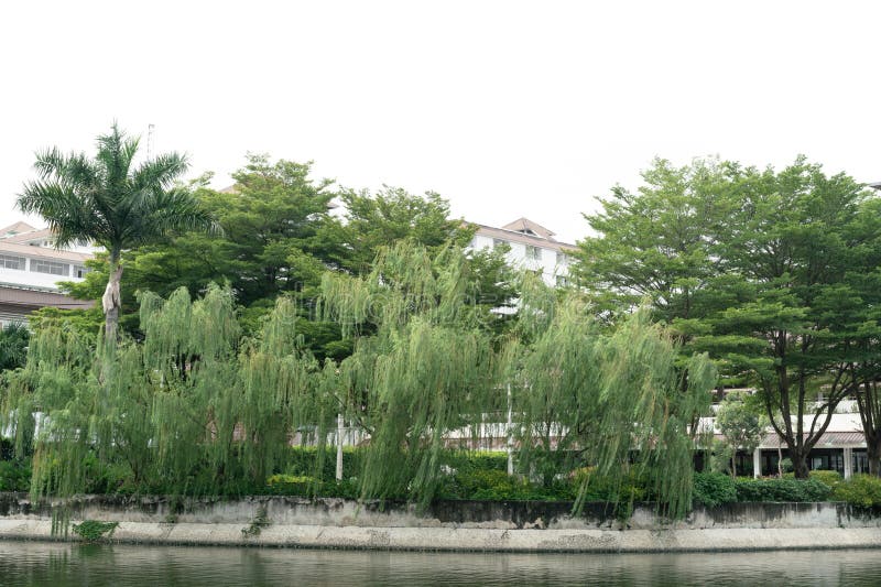 Weeping Willow,palm , Ivory Coast Almond Tree Stock Photo - Image of ...