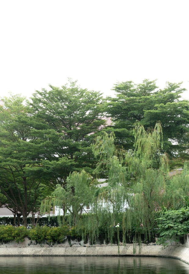 Weeping Willow,palm , Ivory Coast Almond Tree Landscaping Stock Image ...