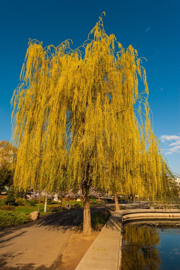 Weeping willow in the park stock photo. Image of lifestyle - 24939618