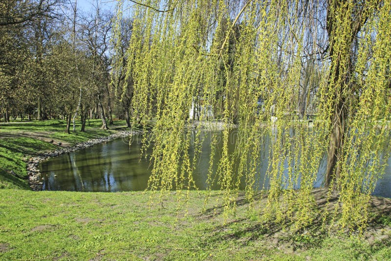 Weeping willow in the park stock image. Image of landscape - 248775455