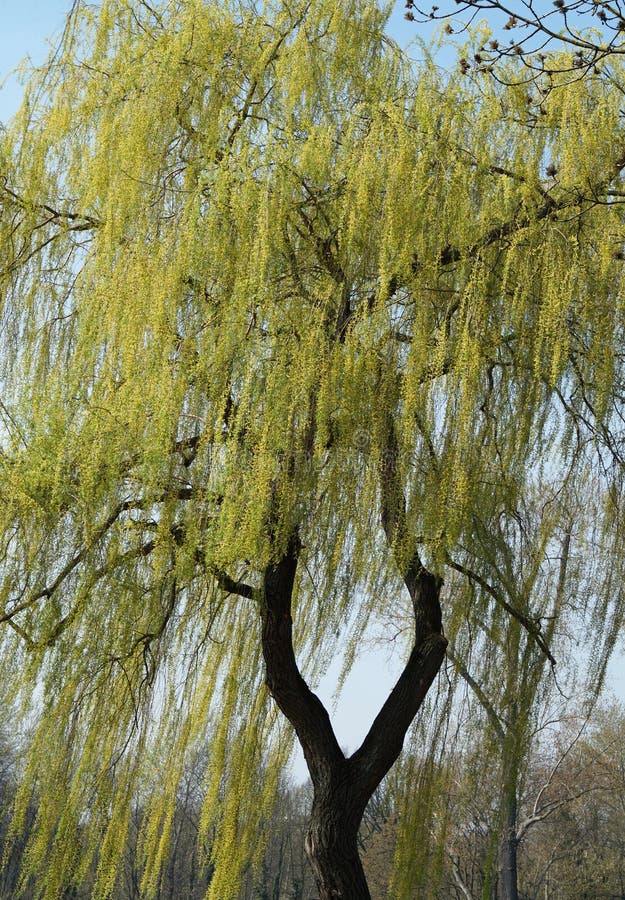 Weeping willow stock image. Image of willow, nature, green - 91165221