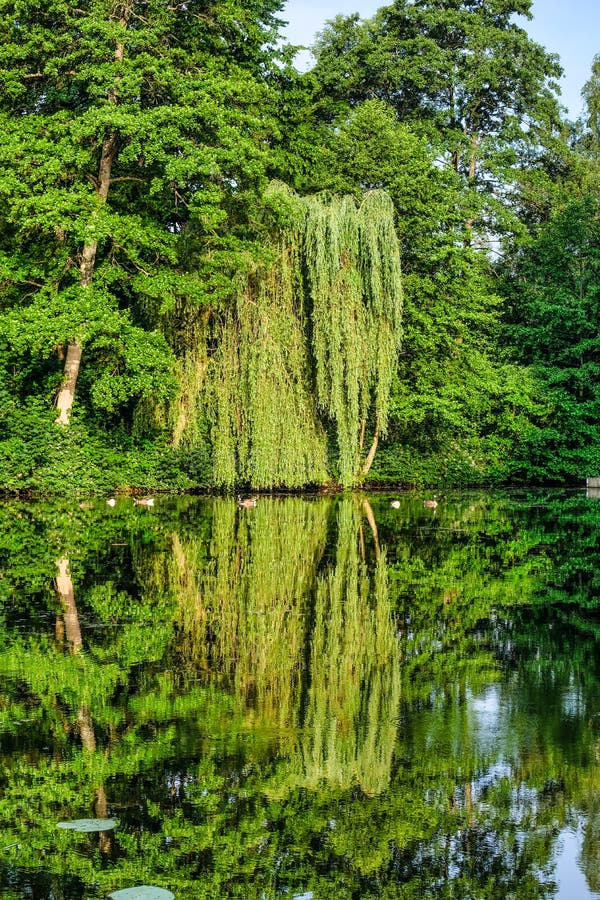 Weeping Willow with Reflection at a Pond Stock Photo - Image of ...