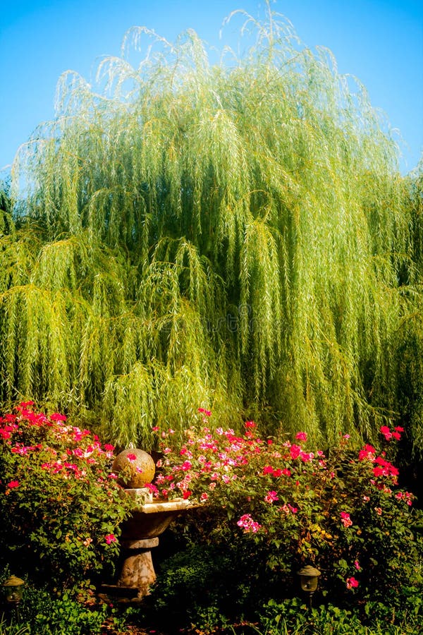 Weeping Willow and Roses stock photo. Image of green - 60601576