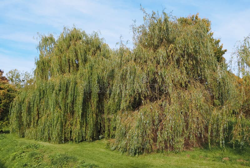 Weeping willow tree stock image. Image of plants, babylon - 133293223