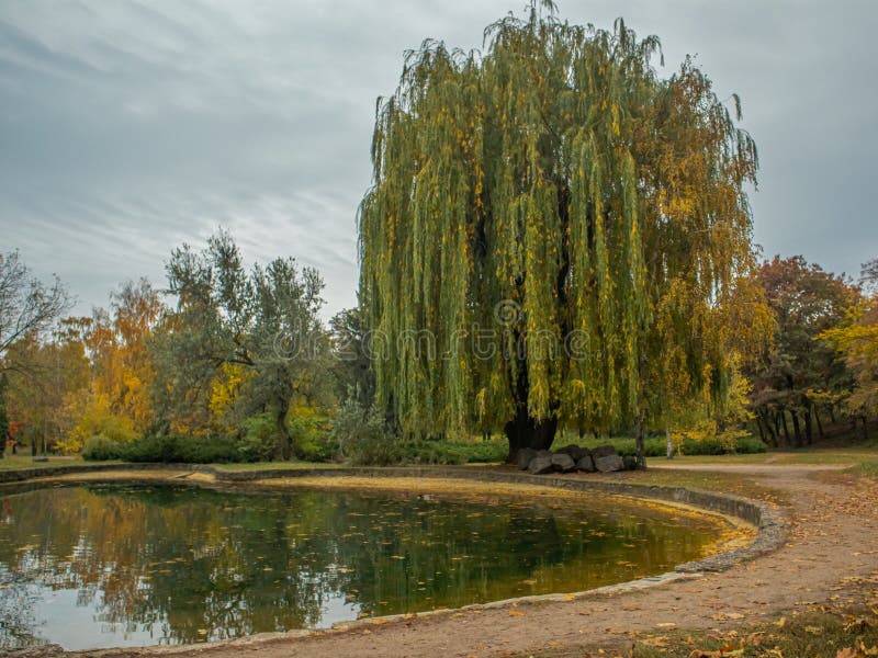 Weeping Willow on the Shore of the Pond Stock Photo - Image of stones ...