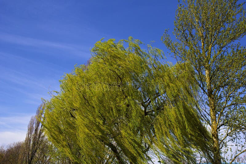Weeping willow in spring stock image. Image of branches - 52662405
