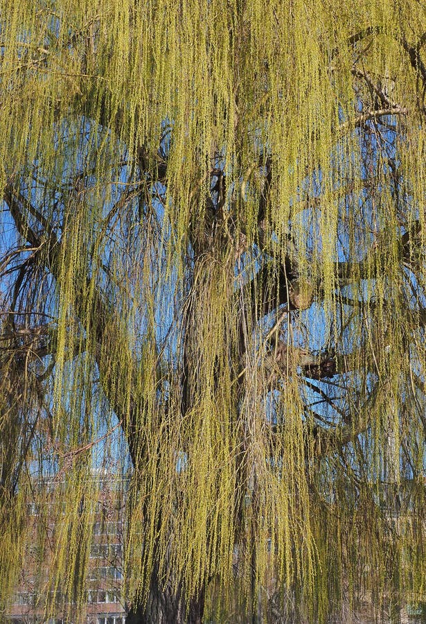 Weeping Willow in the Spring Stock Photo - Image of trunk, city: 376756374