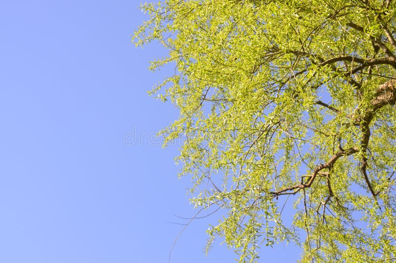Weeping willow. Spring Day stock photo. Image of water - 218521802
