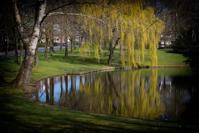 Weeping Willow in Spring Time Stock Photo - Image of light, park: 157351352