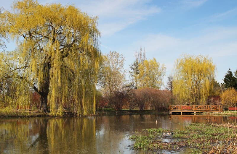 Weeping willow stock image. Image of nature, natural - 30828051