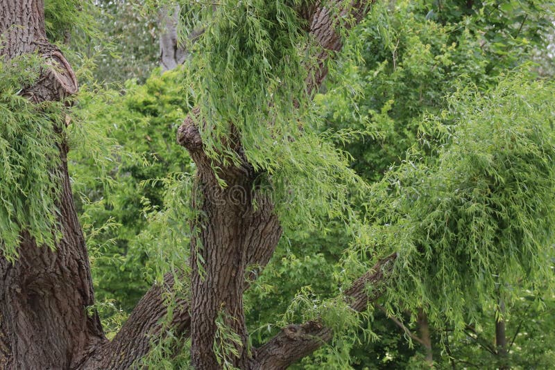 Weeping Willow Sprouting Freshly after Pruning Stock Image - Image of ...