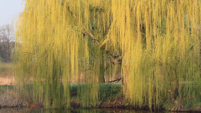 Weeping Willow Stands Over the Water Bowing Bright Branches Stock ...