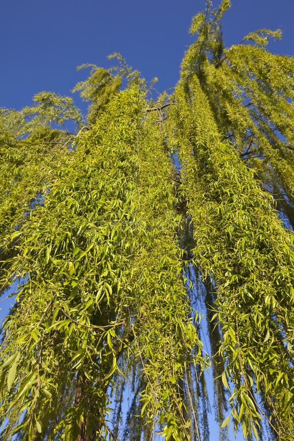 Weeping willow tree stock photo. Image of detail, forest - 15546284