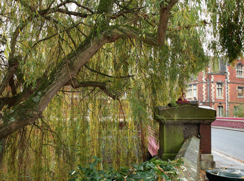 Weeping Willow Tree stock image. Image of bridge, willow - 3651073