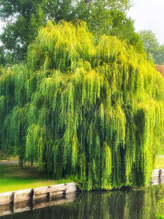 Weeping Willow Tree in All Its Beauty Stock Image - Image of flower ...