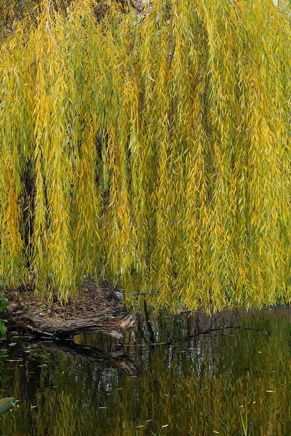 Weeping Willow Tree stock photo. Image of closes, weeping - 275170222