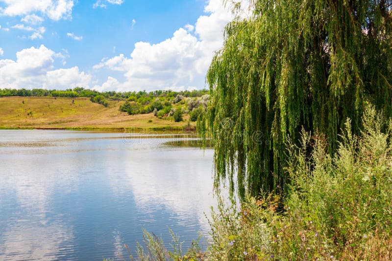 Weeping Willow Tree or Babylon Willow Salix Babylonica on a Lakeshore ...