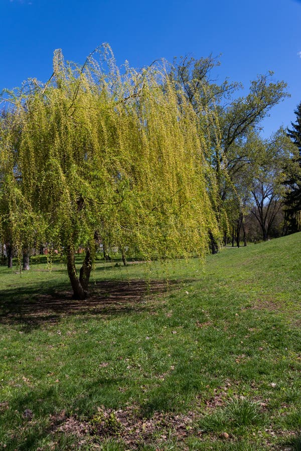 Weeping Willow Tree or Babylon Willow Salix Babylonica in a Park Stock ...