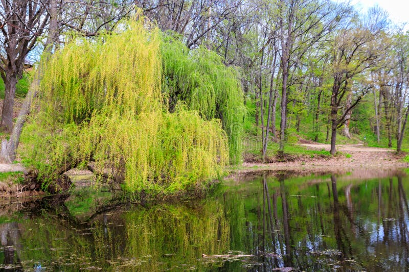 Weeping Willow Tree or Babylon Willow (Salix Babylonica) on Shore of ...