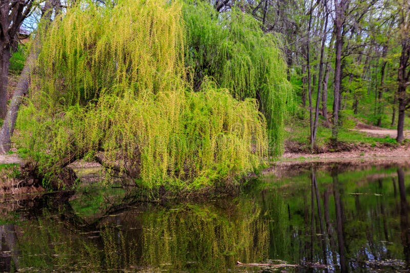 Weeping Willow Tree or Babylon Willow (Salix Babylonica) on Shore of ...