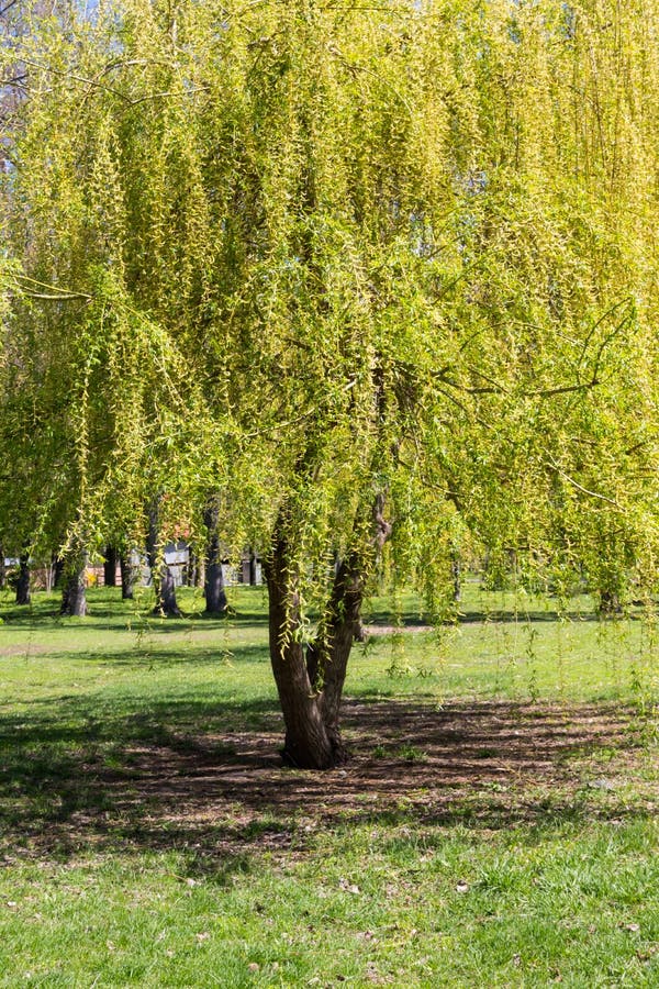 Weeping Willow Tree or Babylon Willow Salix Babylonica in a Park Stock ...