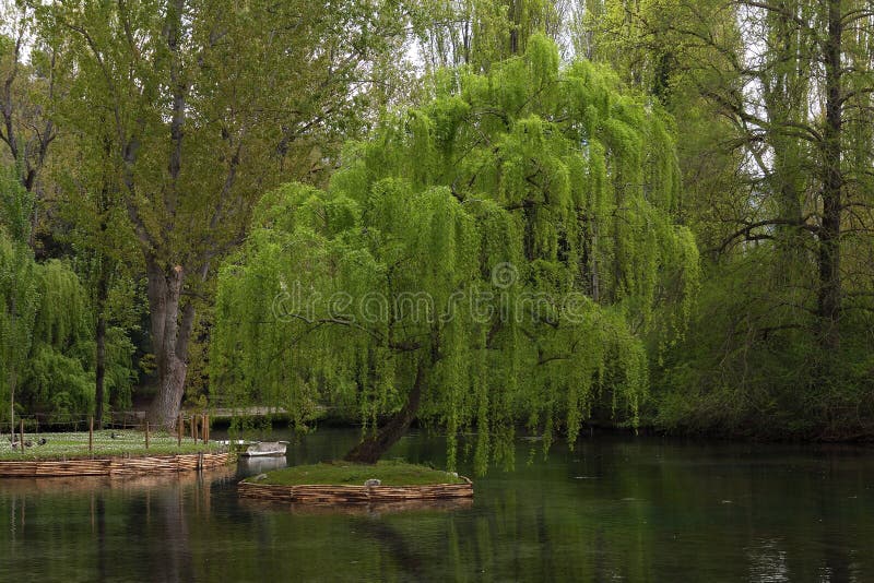 Weeping Willow Tree or Babylon Willow (Salix Babylonica) on a Shore of ...