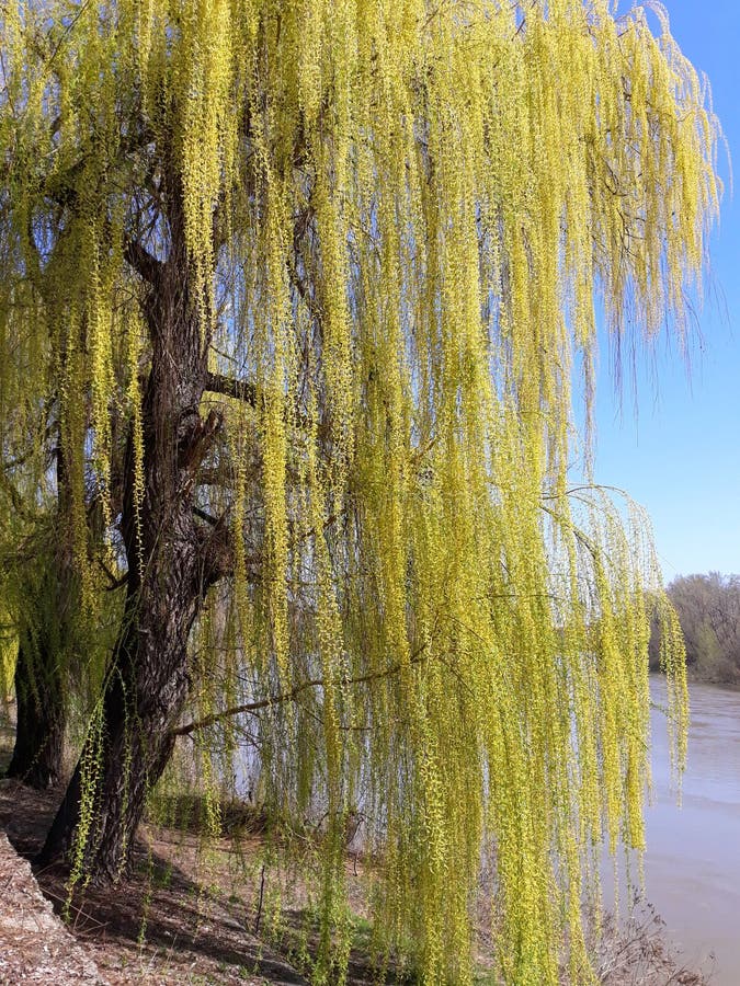 Weeping Willow Tree on the Bank of Mures River - Arad, Romania Stock ...