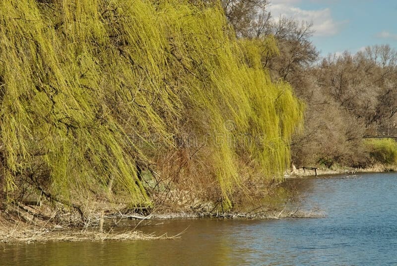 Weeping Willow Tree on the Bank of a River Stock Photo - Image of blue ...