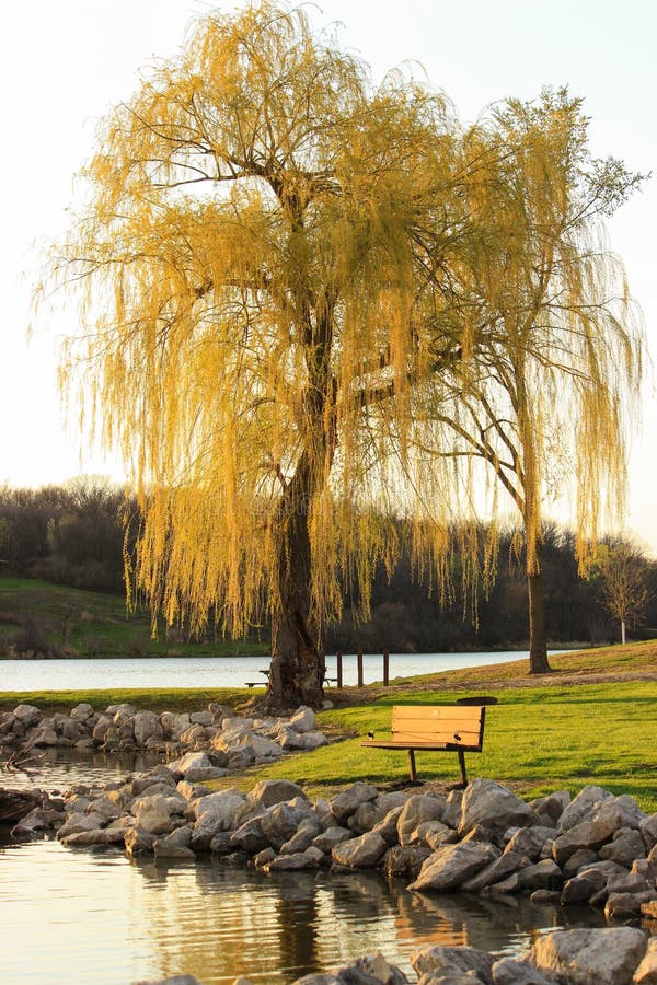 186 Weeping Willow Tree Bench Stock Photos - Free & Royalty-Free Stock ...