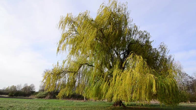 Weeping Willow Tree Blowing Wind Stock Footage - Video of rock, green ...