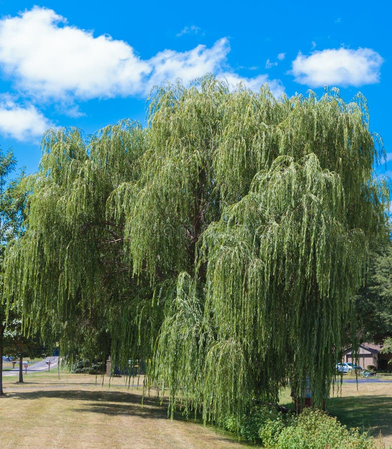 Weeping Willow Tree and Blue Sky Stock Photo - Image of tree, falling ...