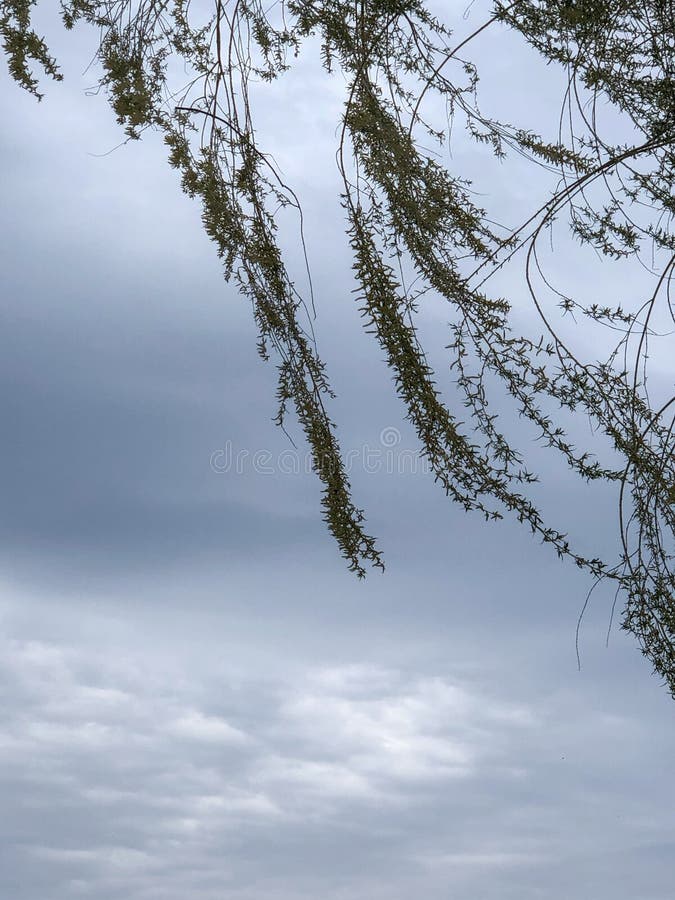 Willow Tree Blowing Wind Stock Photos - Free & Royalty-Free Stock ...