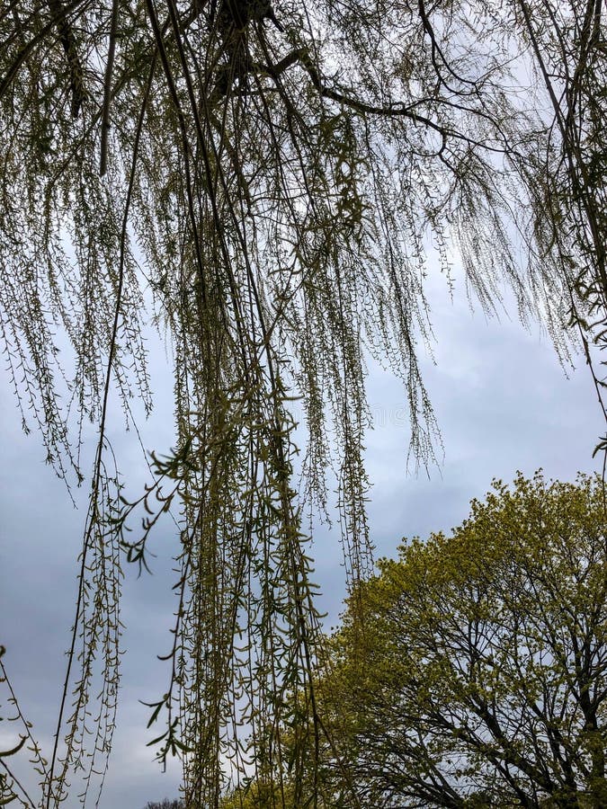 Willow Tree Blowing Wind Stock Photos - Free & Royalty-Free Stock ...