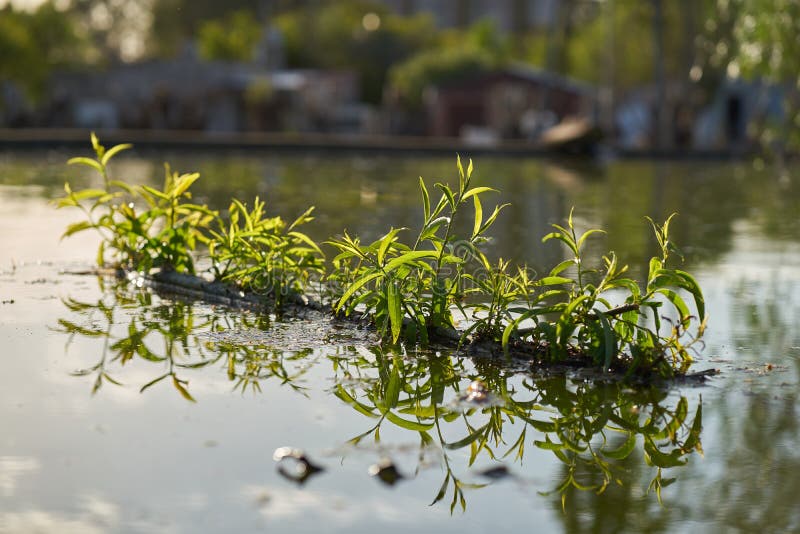 Weeping Willow Tree Branches Floating in a Pond with New Buds and ... Weeping Willow Tree Branches Floating in a Pond with New Buds and ...