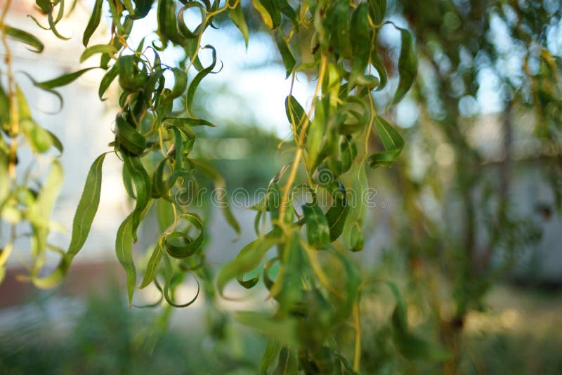 Weeping Willow Tree Branches in the Garden Close Up Stock Photo - Image ...