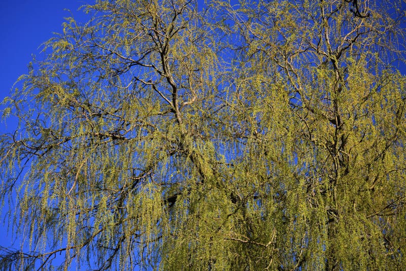 Willow Tree Branches with Leaves. Stock Image - Image of foliage, calm ...