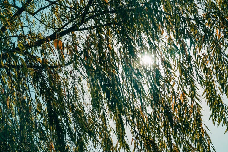 Weeping Willow Tree Branches and Leaves with Sunlight Stock Image ...